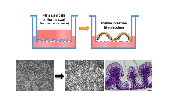 Xia Wang, Ph. D, Principal Investigator-School of Pharmaceutical ...